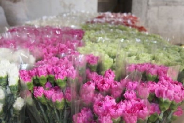 Bunga daripada Palestin kini dalam pasaran Eropah | Blog Peribadirasulullah