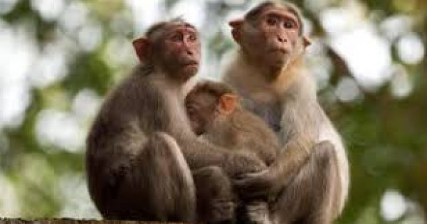 هكذا عبرت القرود المصرية المحيط إلى أمريكا اللاتينية قبل 35 مليون سنة